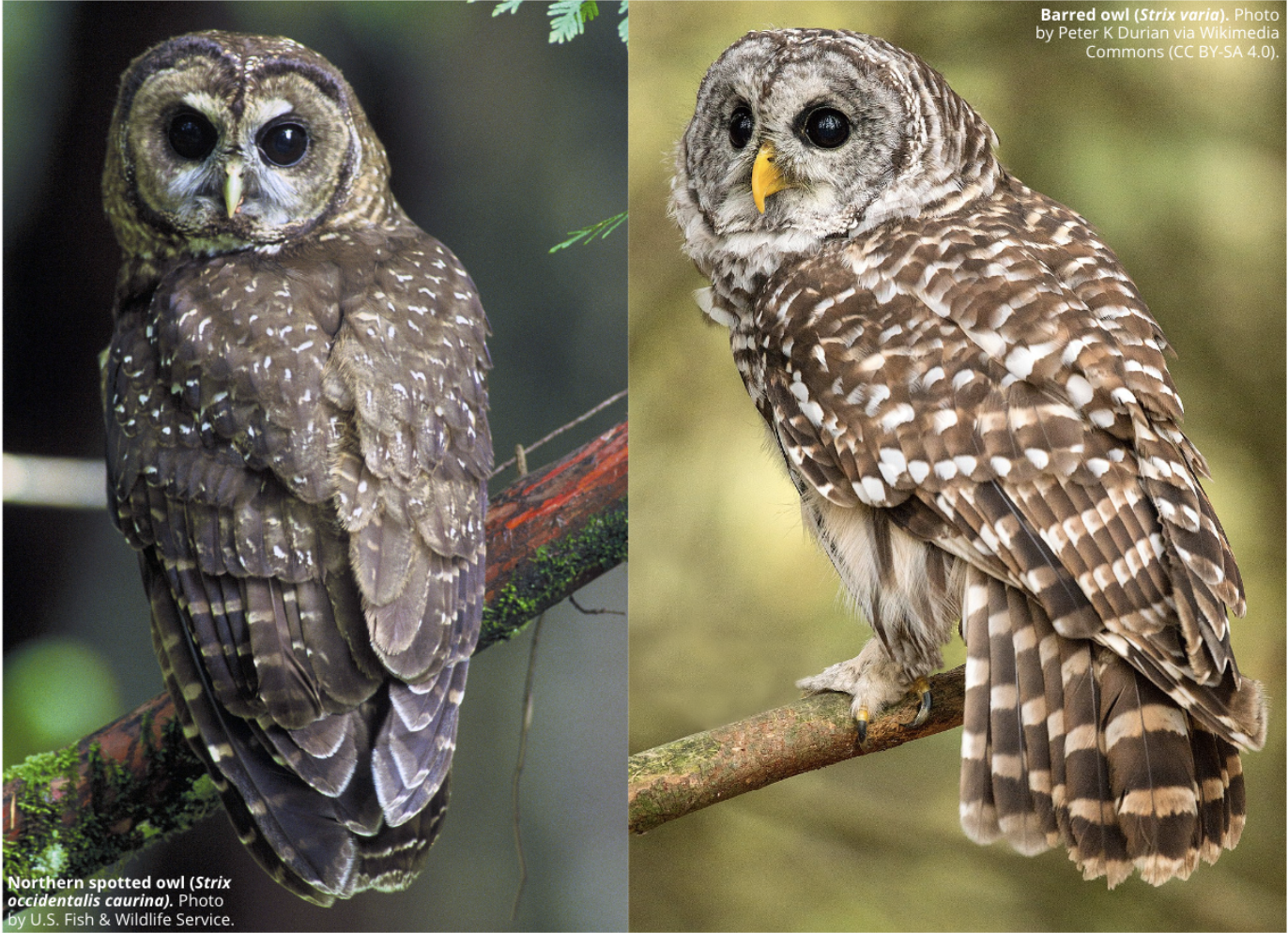 ACTION ALERT: Stop the Extinction of Northern Spotted Owls by the ...