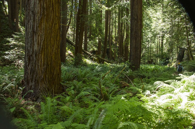 ACTION ALERT: Tell CAL FIRE not to log the Jackson Demonstration State ...