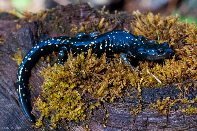 ACTION ALERT: Tell CAL FIRE not to log the Jackson Demonstration State ...