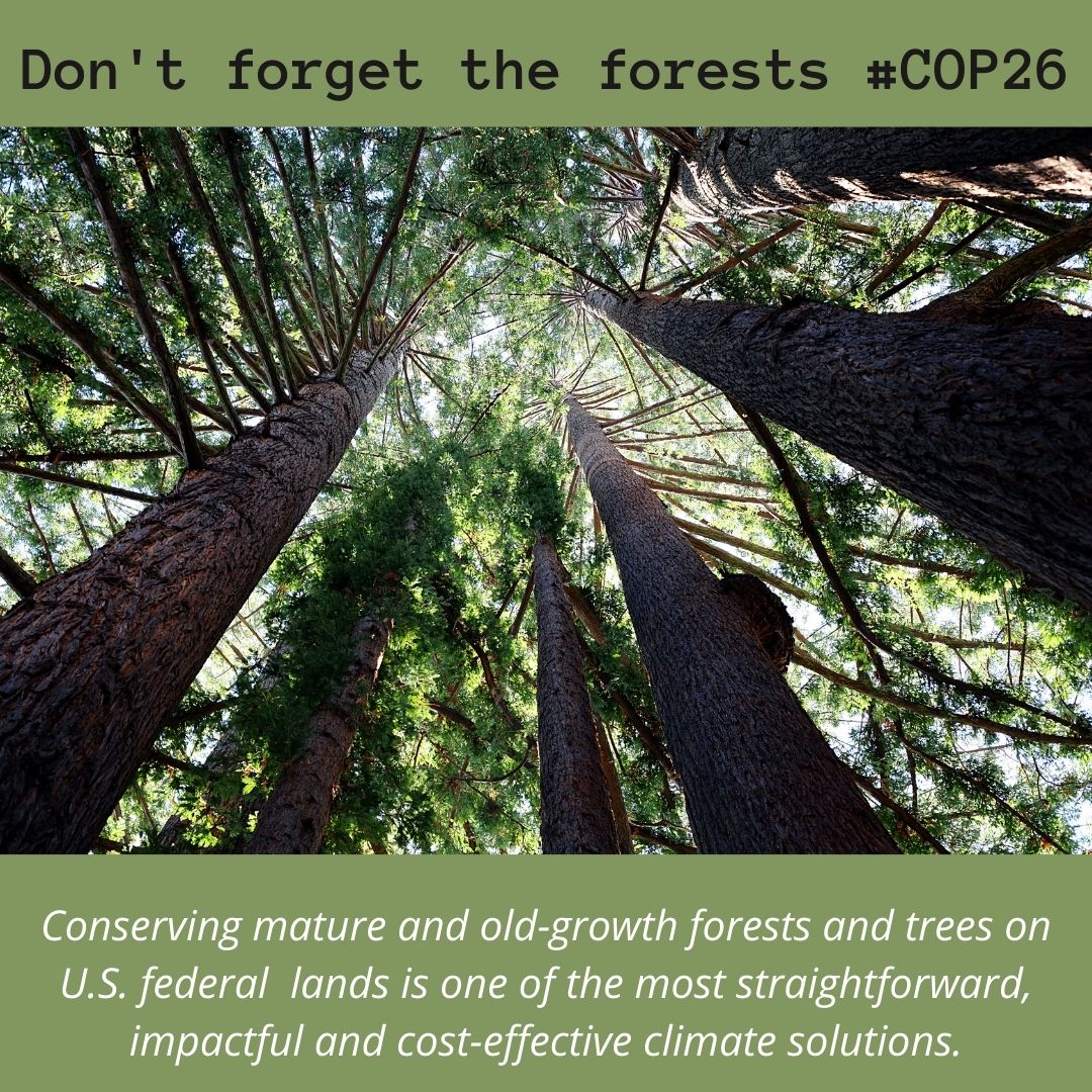 ACTION ALERT: Make U.S. National Forests Carbon Reserves